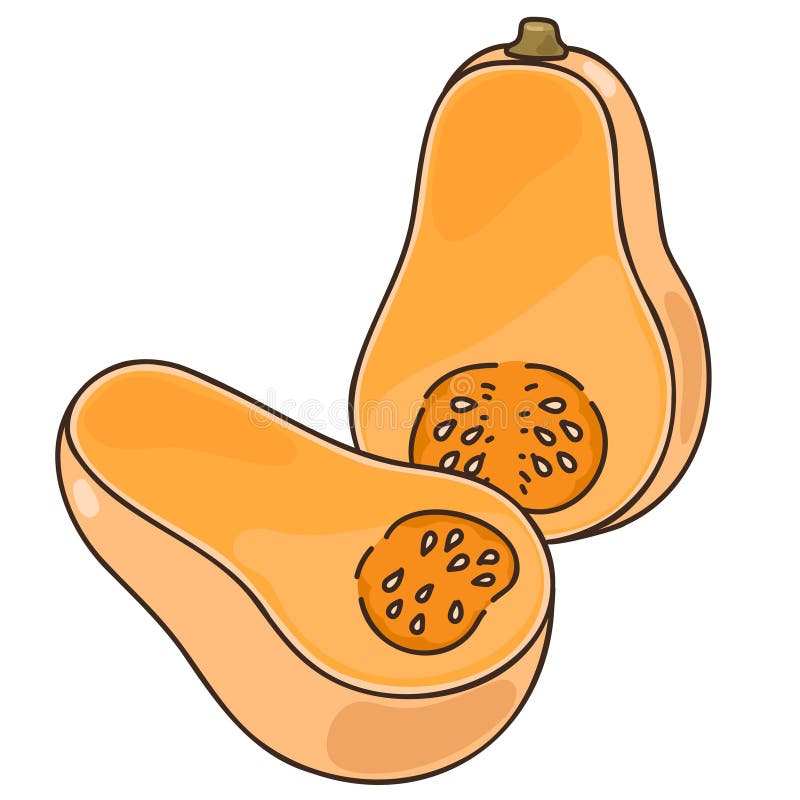 Simple Hand Drawn Cut Butternut Squash Illustration Stock Vector ...