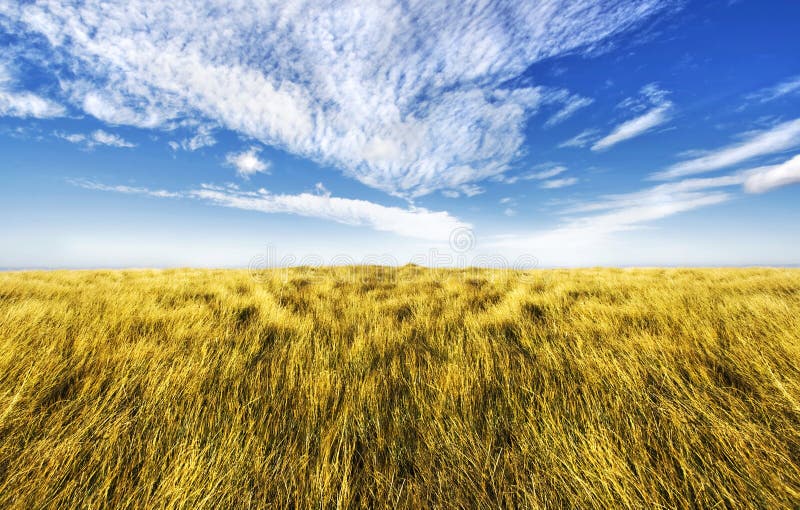 Simple high grass horizon stock image. Image of plain - 4516285