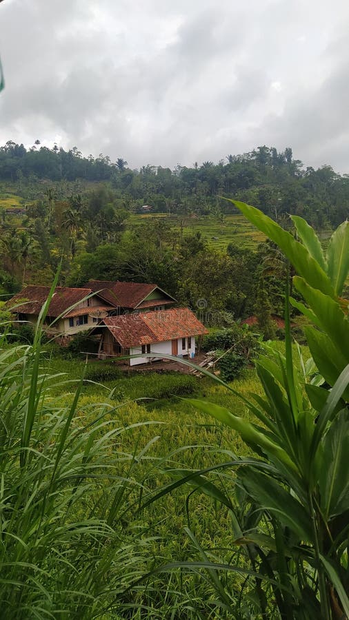 Simple House in the Middle of Rice Fields Stock Photo - Image of ...