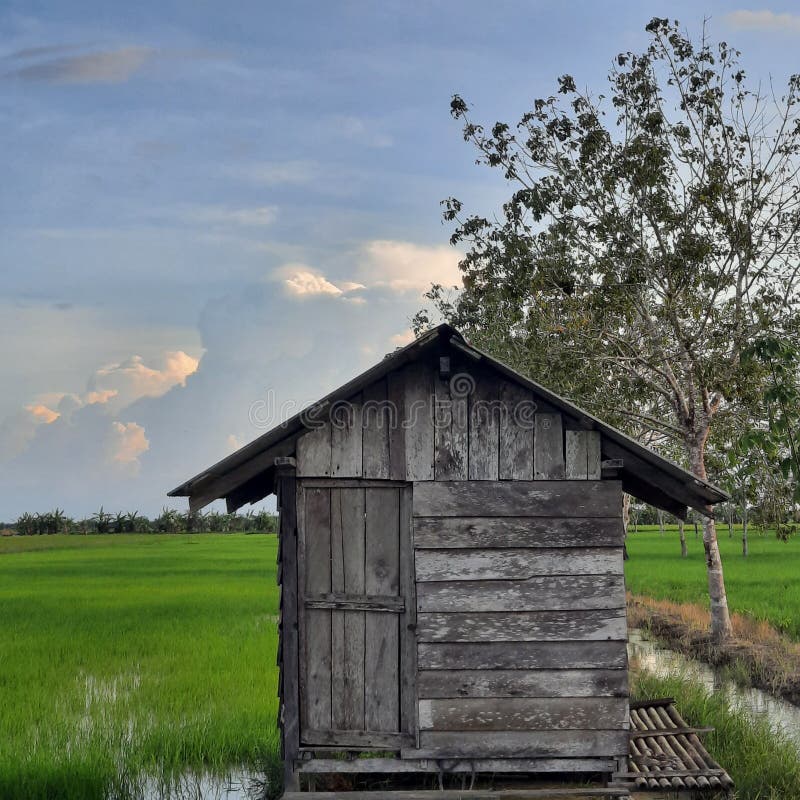 Simple House in the Rice Field Stock Photo - Image of small, house ...