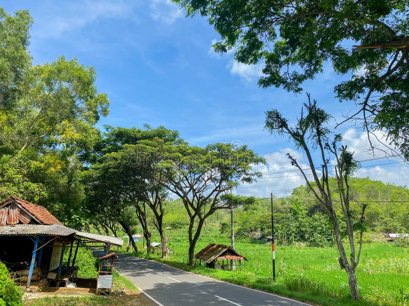 Simple House on the Side of the Road with Lots of Trees and Rice Fields ...