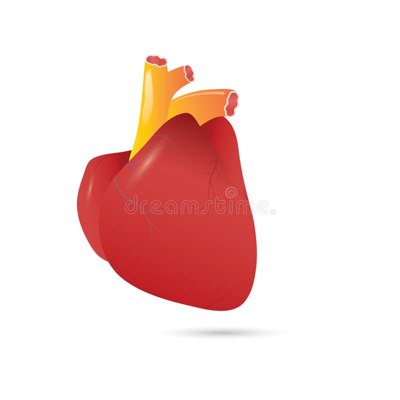 A Simple Human Heart Illustration. Stock Illustration - Illustration of ...