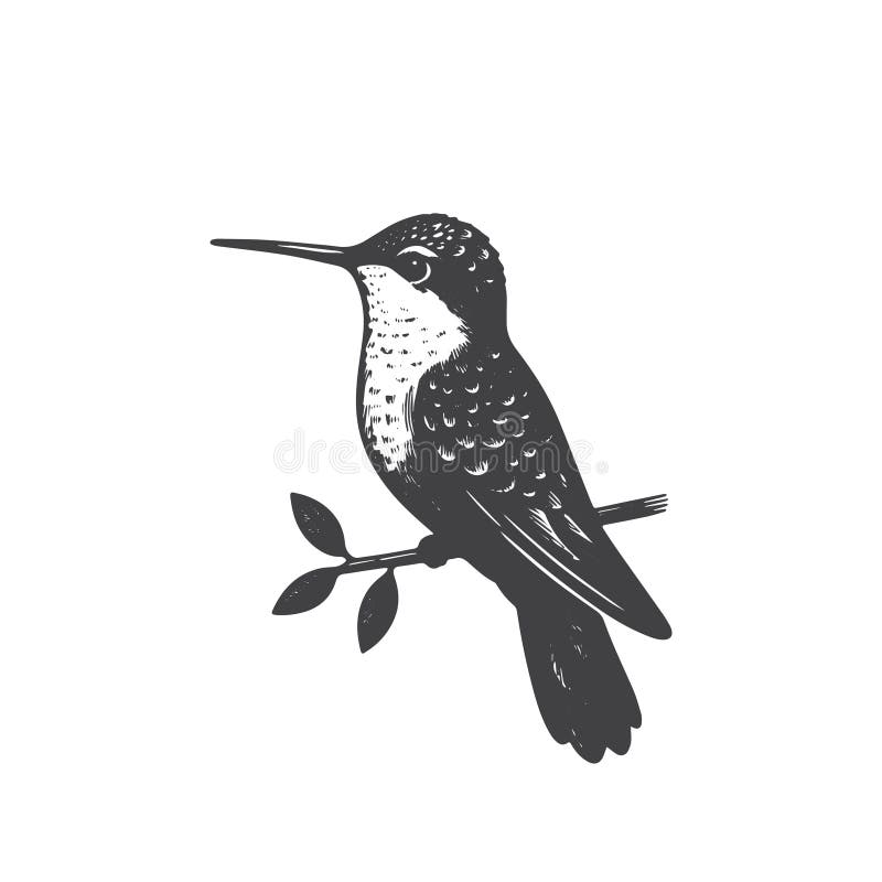 Hummingbird Side View in Clean Vintage Retro Icon Style. Stock Vector ...