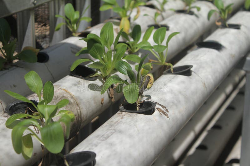 A Simple Hydroponic Installation Module for Growing Vegetables in a ...