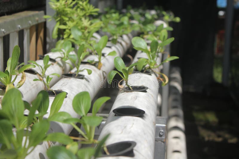 A Simple Hydroponic Installation Module for Growing Vegetables in a ...