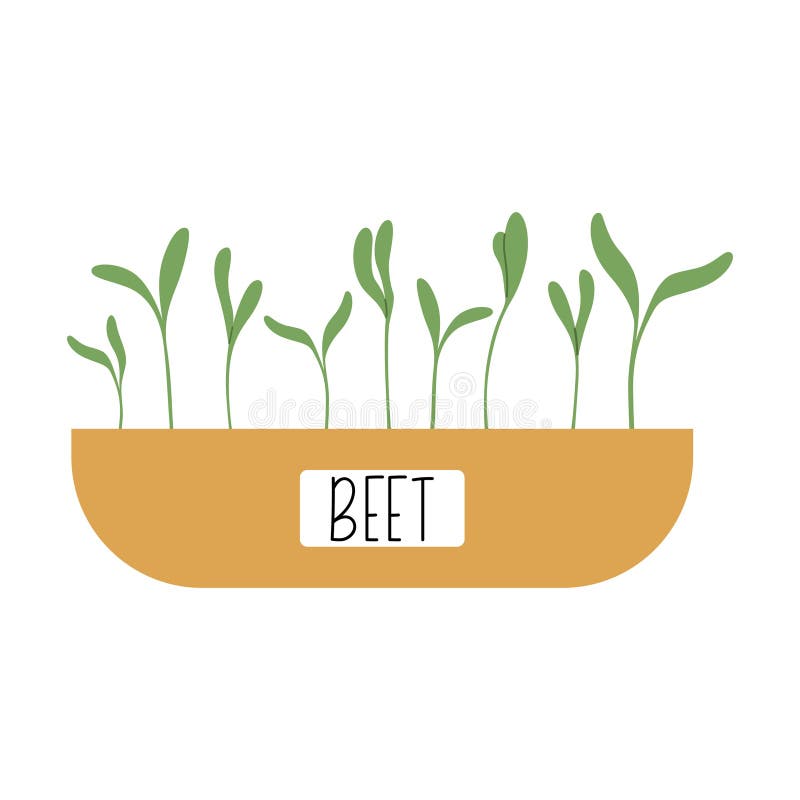 Simple Illustration of Beet Microgreens Growing in a Pot. Natural ...