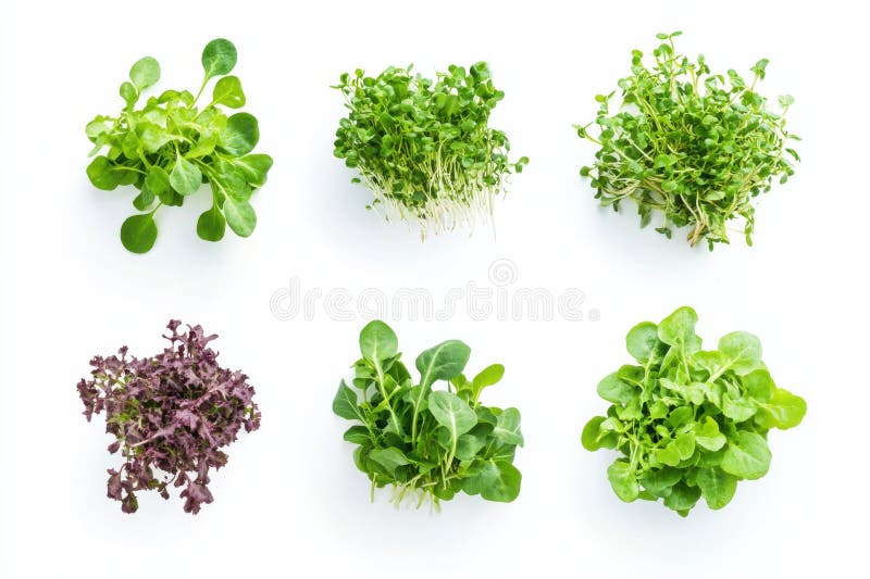 Explore the Benefits of Microgreens for Wellness with a Modern ...