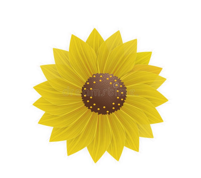 Simple Illustration of a Sunflower Stock Vector - Illustration of ...