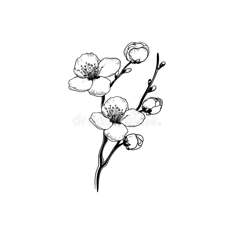 Simple Ink Drawing of Cherry Blossom Branch. Vector Illustration Design ...