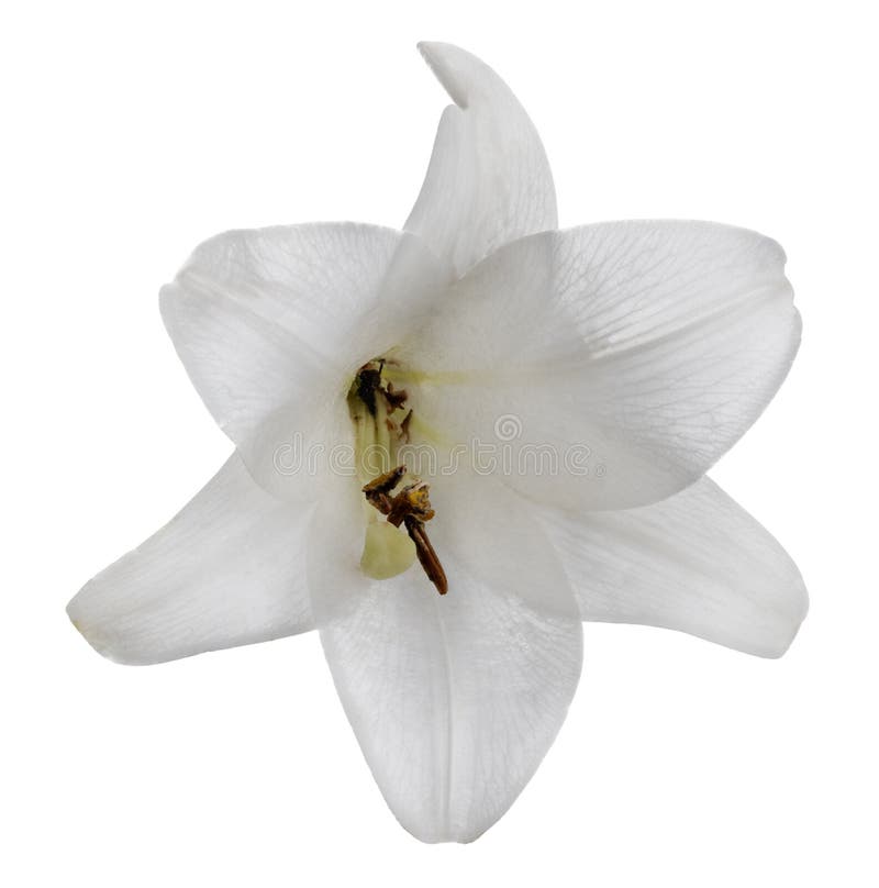 Simple Isolated Pure White Lily One Bloom Stock Photo - Image of bloom ...