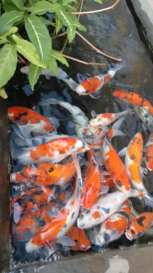 Simple Koi Fish Farming in Ponds Stock Image - Image of aquarium, wildlife: 376299553
