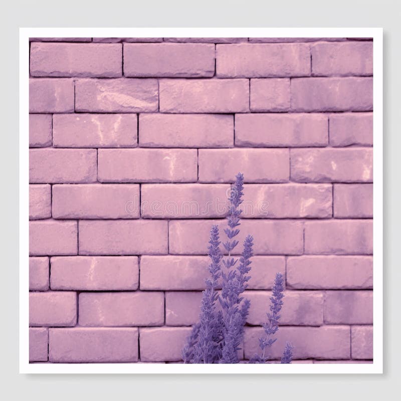 Lavender Contrast Stock Illustrations – 1,618 Lavender Contrast Stock ...