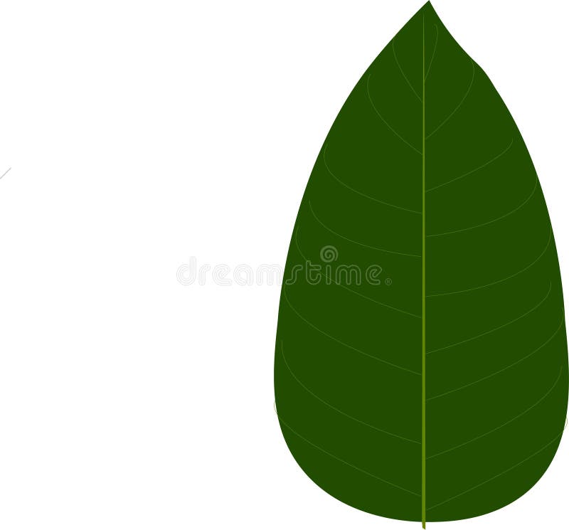 Simple Evergreen Leaf stock vector. Illustration of vector - 143447526