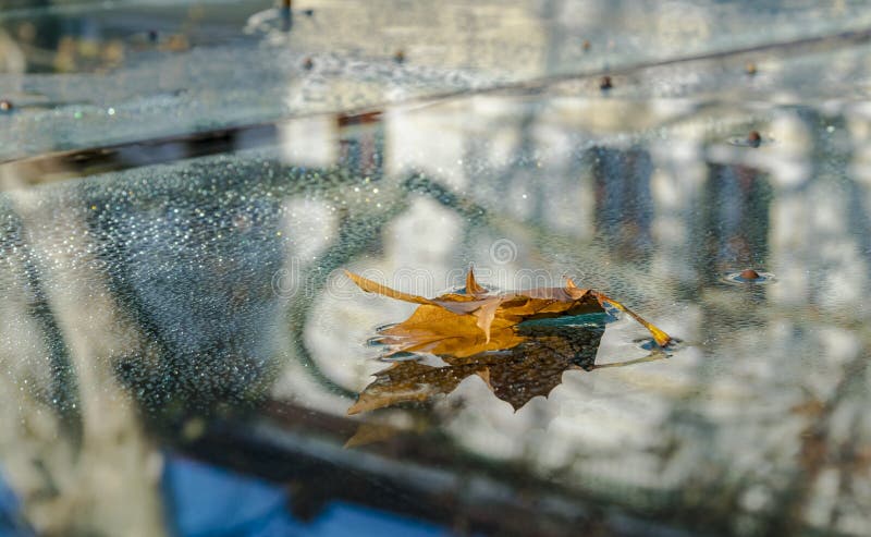 Reflection Leaf with Water Drops Stock Photo - Image of climate, aqua ...