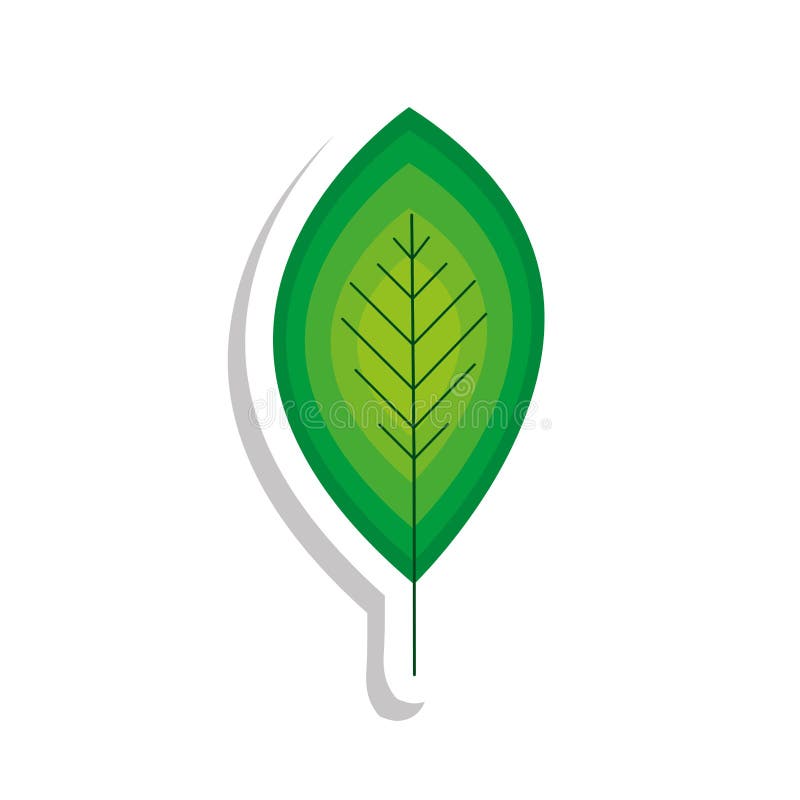 Simple leaf icon image stock vector. Illustration of birch - 79411604