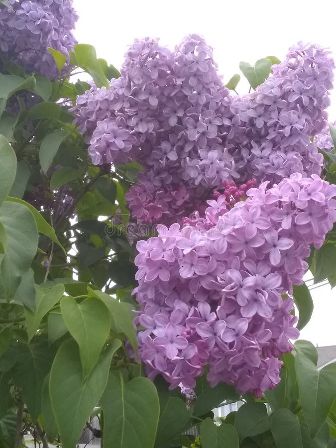 Simple Lilac flowers stock image. Image of violet, simple - 181343147