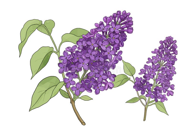 Simple Lilac Illustration stock image. Illustration of leaves - 359316285