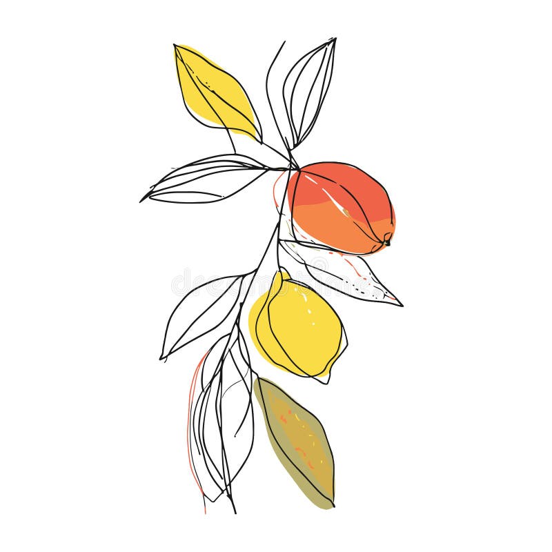 Simple Line Drawing Illustration of a Lemon on a Tree Branch Stock ...