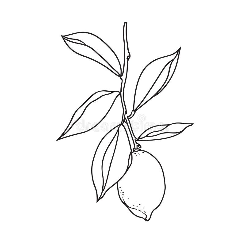 Simple Line Drawing Illustration of a Lemon on a Tree Branch Stock ...