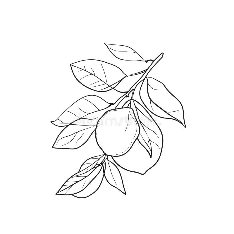 Lemon Tree Drawing Stock Illustrations – 5,136 Lemon Tree Drawing Stock ...