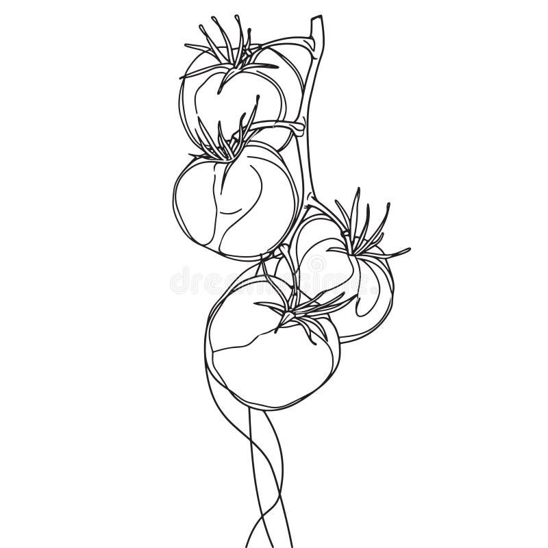 Simple Line Drawing Illustration of a Vine of Tomatoes on a Tree Branch ...