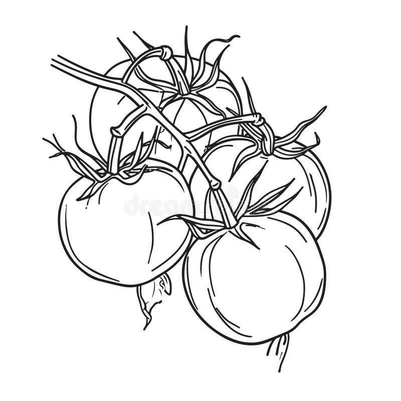 Simple Line Drawing Illustration of a Vine of Tomatoes on a Tree Branch ...