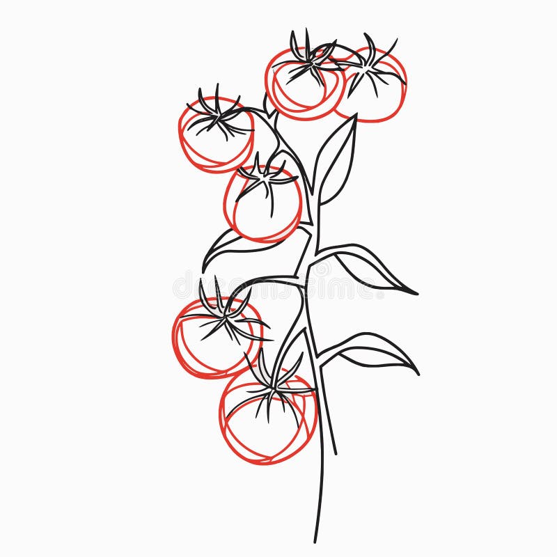 Simple Line Drawing Illustration of a Vine of Tomatoes on a Tree Branch ...