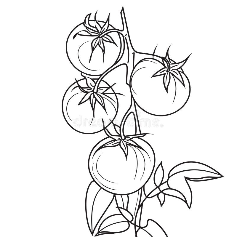 Simple Line Drawing Illustration of a Vine of Tomatoes on a Tree Branch ...