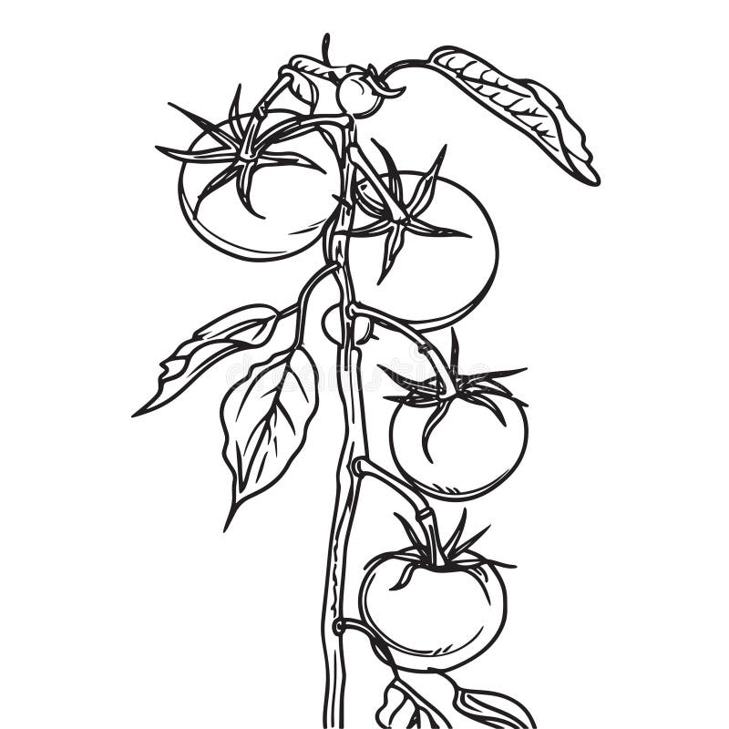 Simple Line Drawing Illustration of a Vine of Tomatoes on a Tree Branch ...