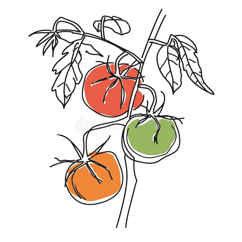 Simple Line Drawing Illustration of a Vine of Tomatoes on a Tree Branch ...