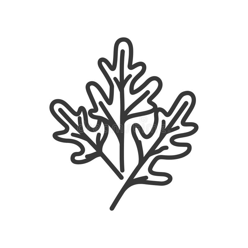 Oak Leaf Line Drawing Sketch Drawing Of A Oak Leaf In Black And White