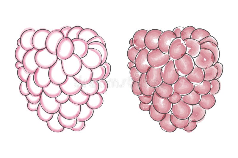 Simple Line Drawings Raspberry in Two Variations Stock Vector ...