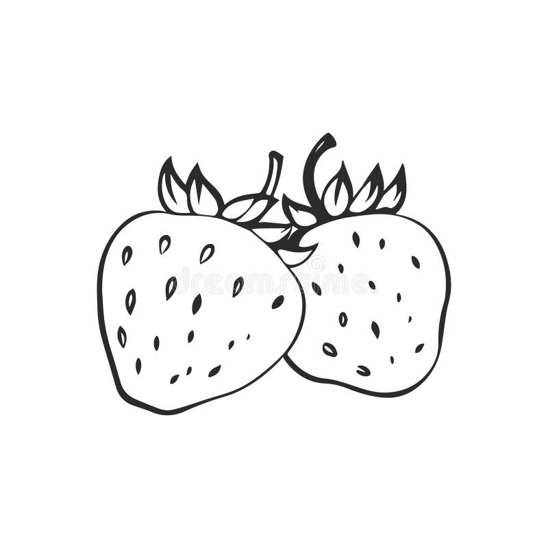 Simple Linear Black Ink Hand Drawn Strawberry. Stock Vector ...