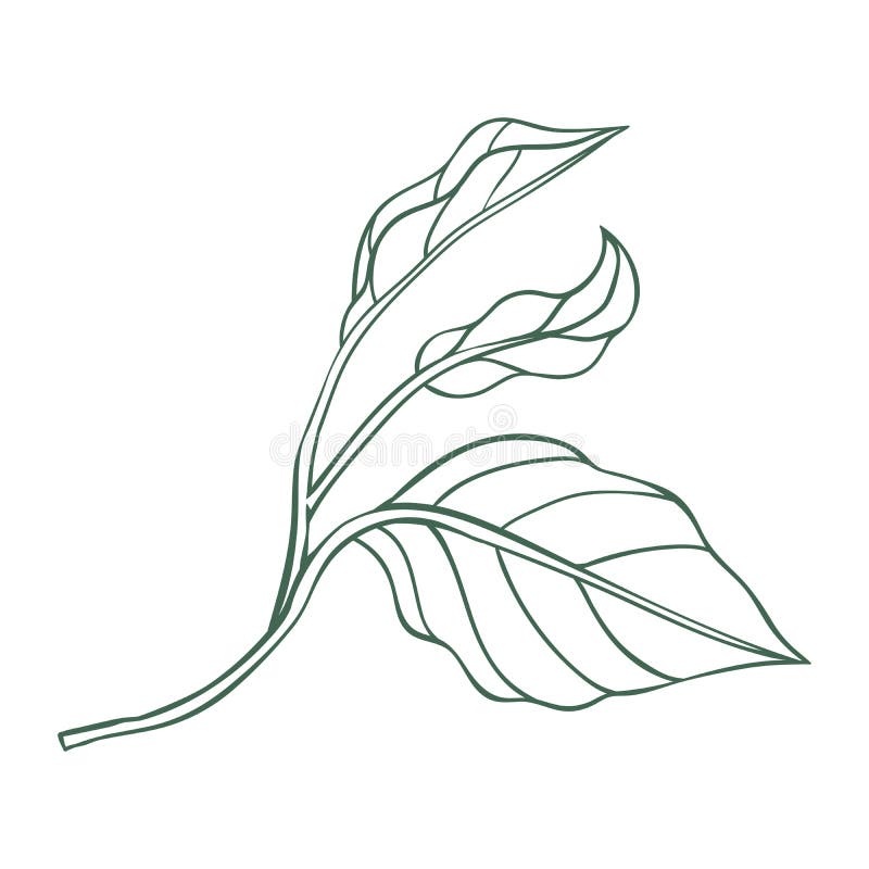 Simple Linear Icon of Chili Pepper Leaves Stock Vector - Illustration ...