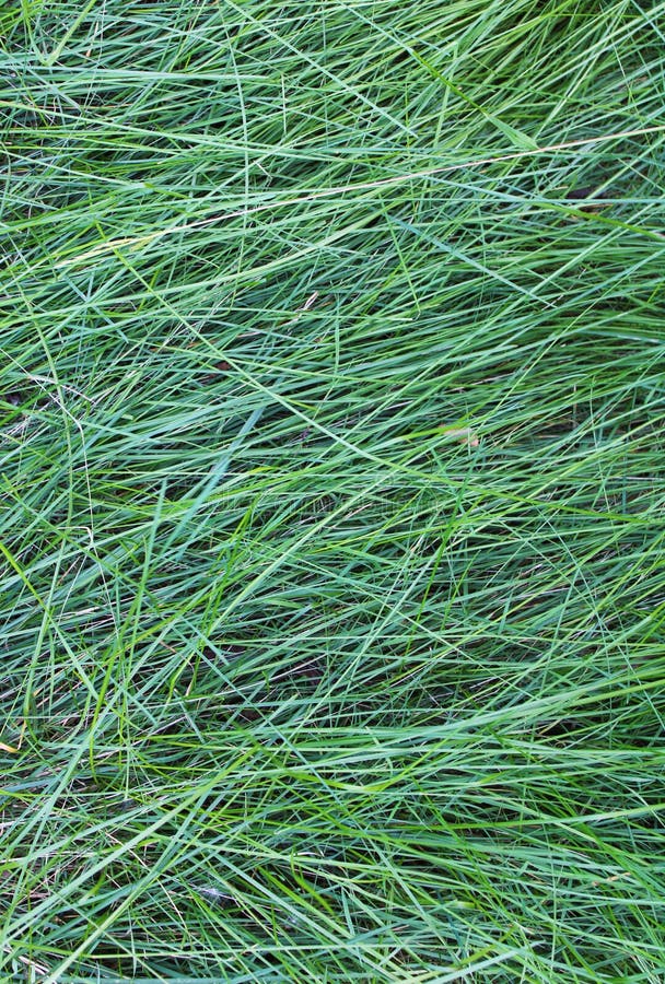 A Simple Long Grass Texture Stock Image - Image of field, lush: 256597633