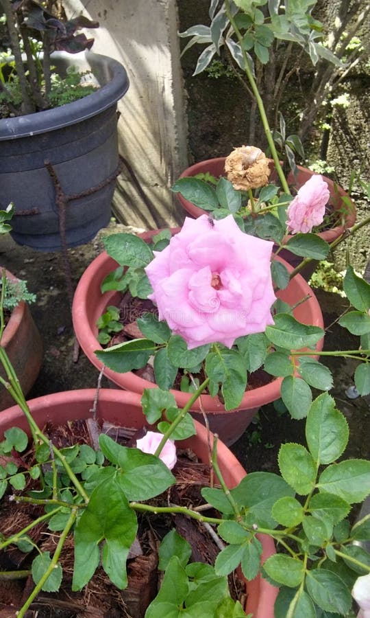 Simple Lovely Double Rose in a Pot Stock Photo - Image of simple, rose ...