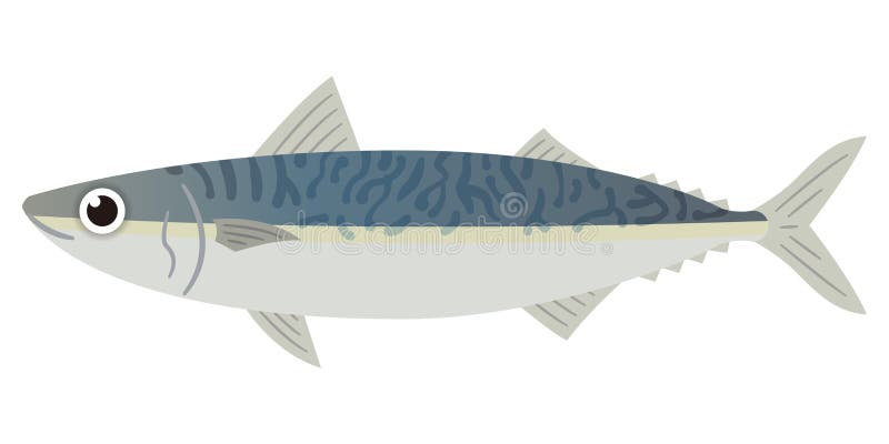 Simple Mackerel Illustration on White Background Stock Vector ...