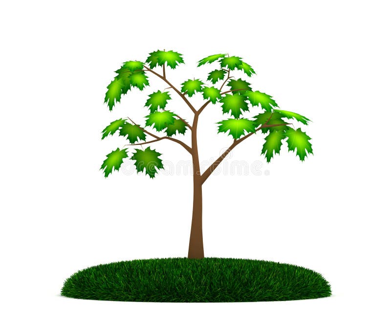 Simple maple tree stock illustration. Illustration of ecology - 12557293