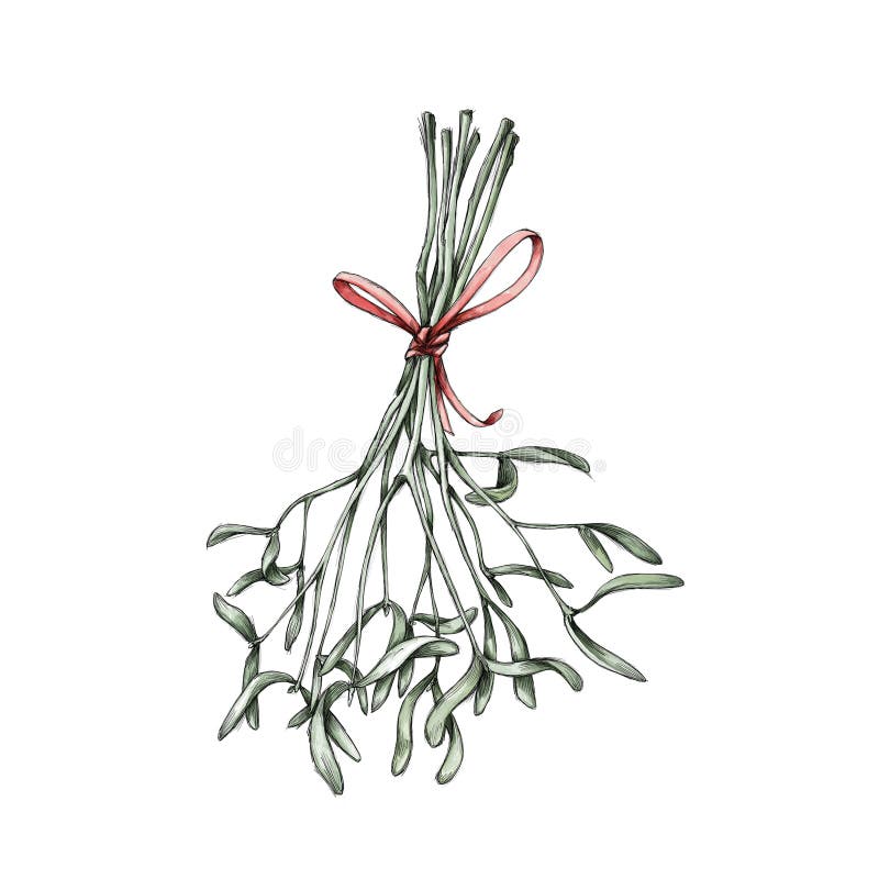 Simple Mistletoe Bundled with a Red Bow Stock Illustration ...