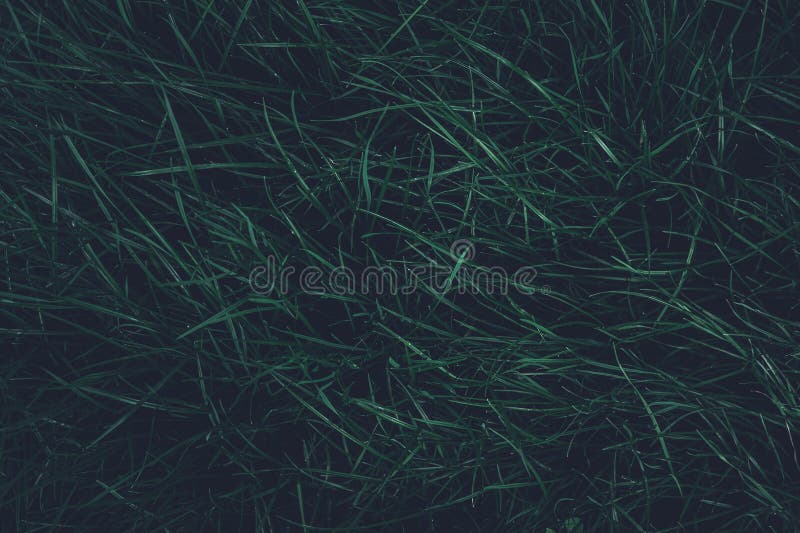 Simple Moody Green Grass Texture Stock Image - Image of plant, green ...