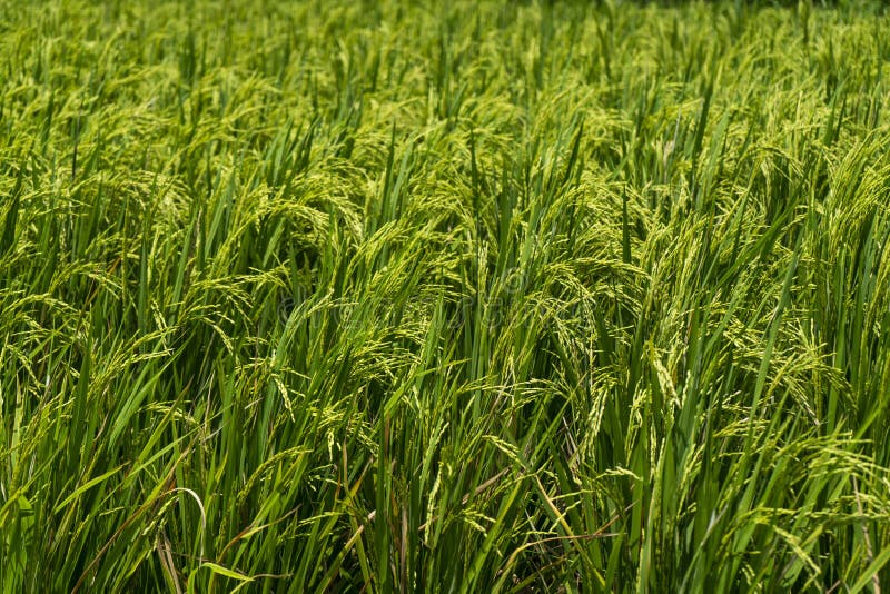 Close-up View of a Rice Field Stock Image - Image of farm, pattern ...