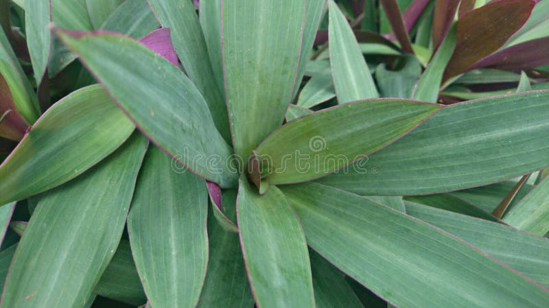 Simple Nice Green Plant Photo Stock Image - Image of green, nice: 222877369