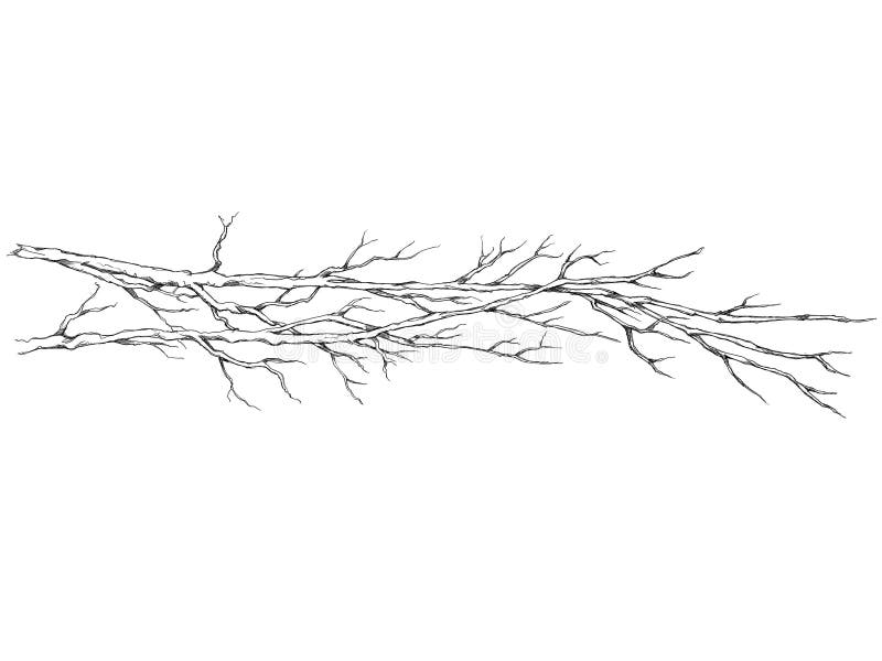 Simple Oblong Branches without Leaves Stock Illustration - Illustration ...