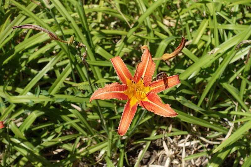 Simple Orange Flower in the Leafage of Hemerocallis Fulva Stock Image ...