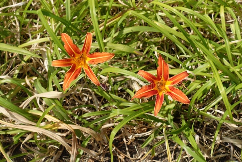 Simple Orange Flowers of Two Hemerocallis Fulva Stock Image - Image of ...