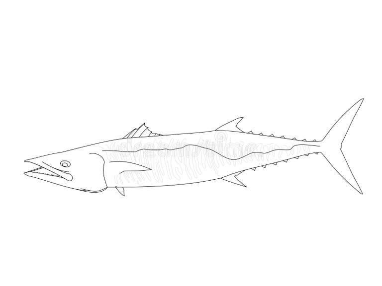 A Simple Outline of a King Mackerel Stock Image - Image of kingfish ...