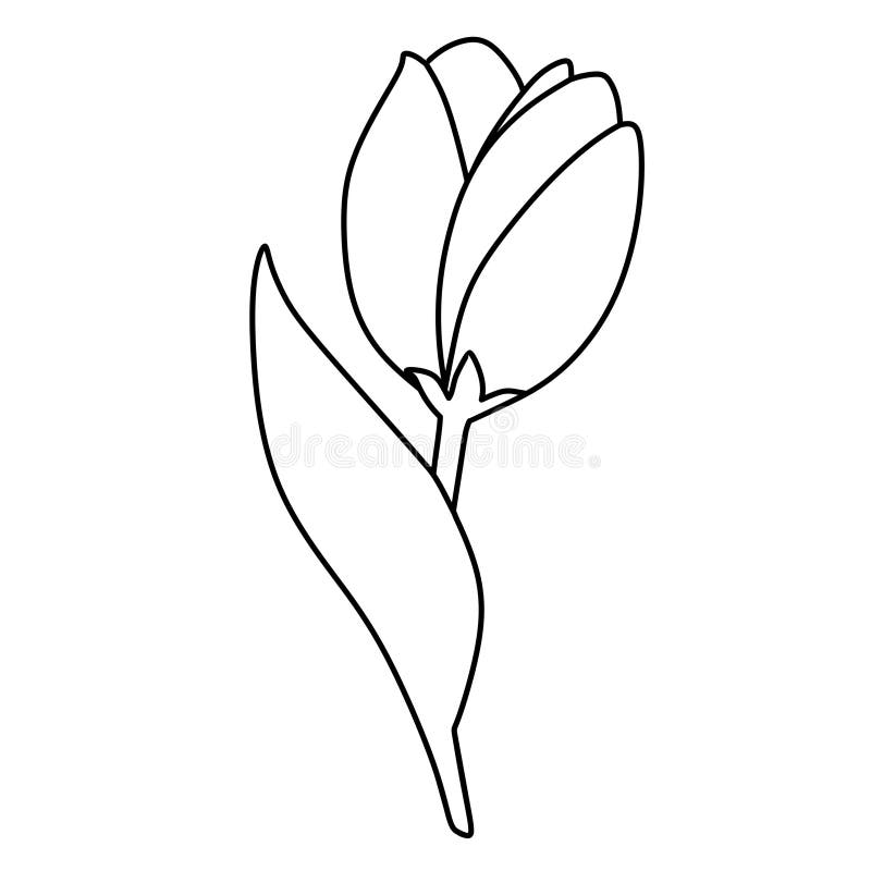 Simple Outline Vector Image of Tulip Flower. Icon, Outline Drawing in Flat Style of Spring ...