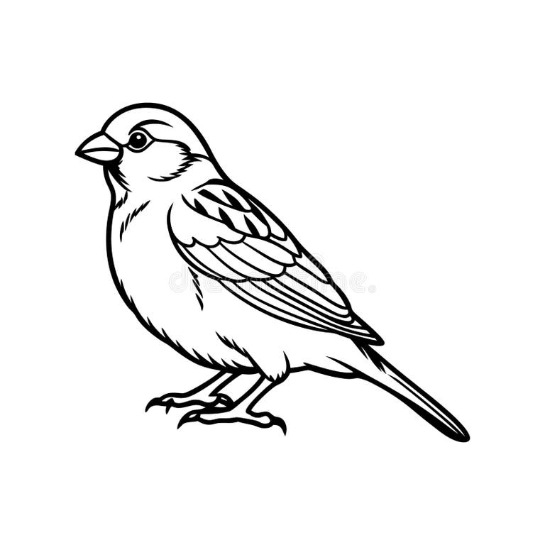 A Simple Perched Line Art Sparrow with Fine Details. Stock Vector ...