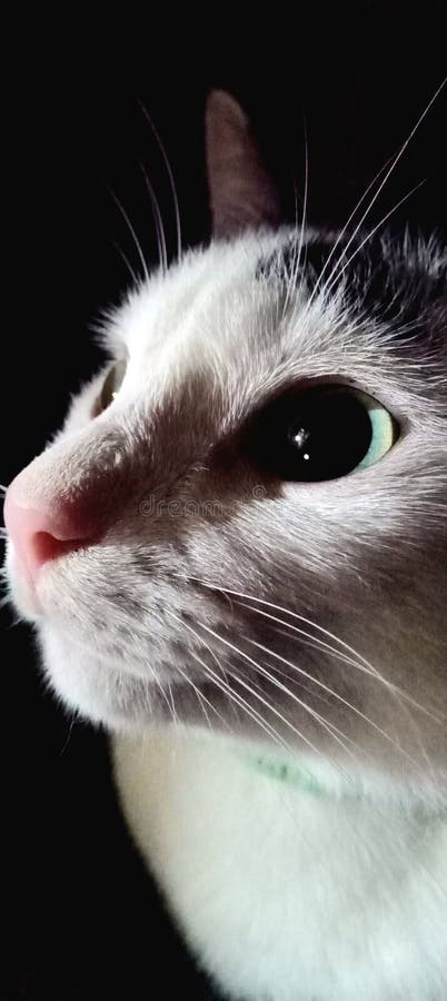 Simple Photography Cat in the Night Stock Image - Image of skin, white ...