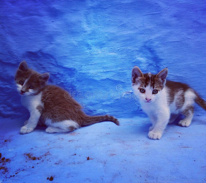 Cat brothers stock image. Image of brothers, simple - 126943861